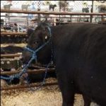 GETTING EXCITED FOR THE 2025 ALLEGAN COUNTY FAIR!!! | Allegan County ...