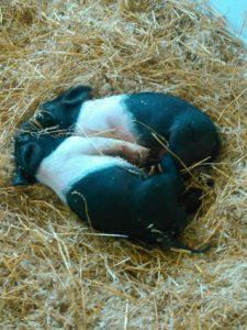 Allegan County Fair | Michigan's Most Popular County Fair