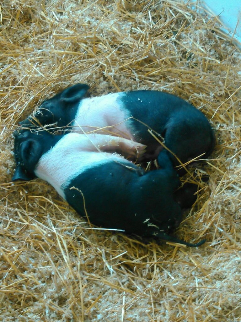 Allegan County Fair | Michigan's Most Popular County Fair